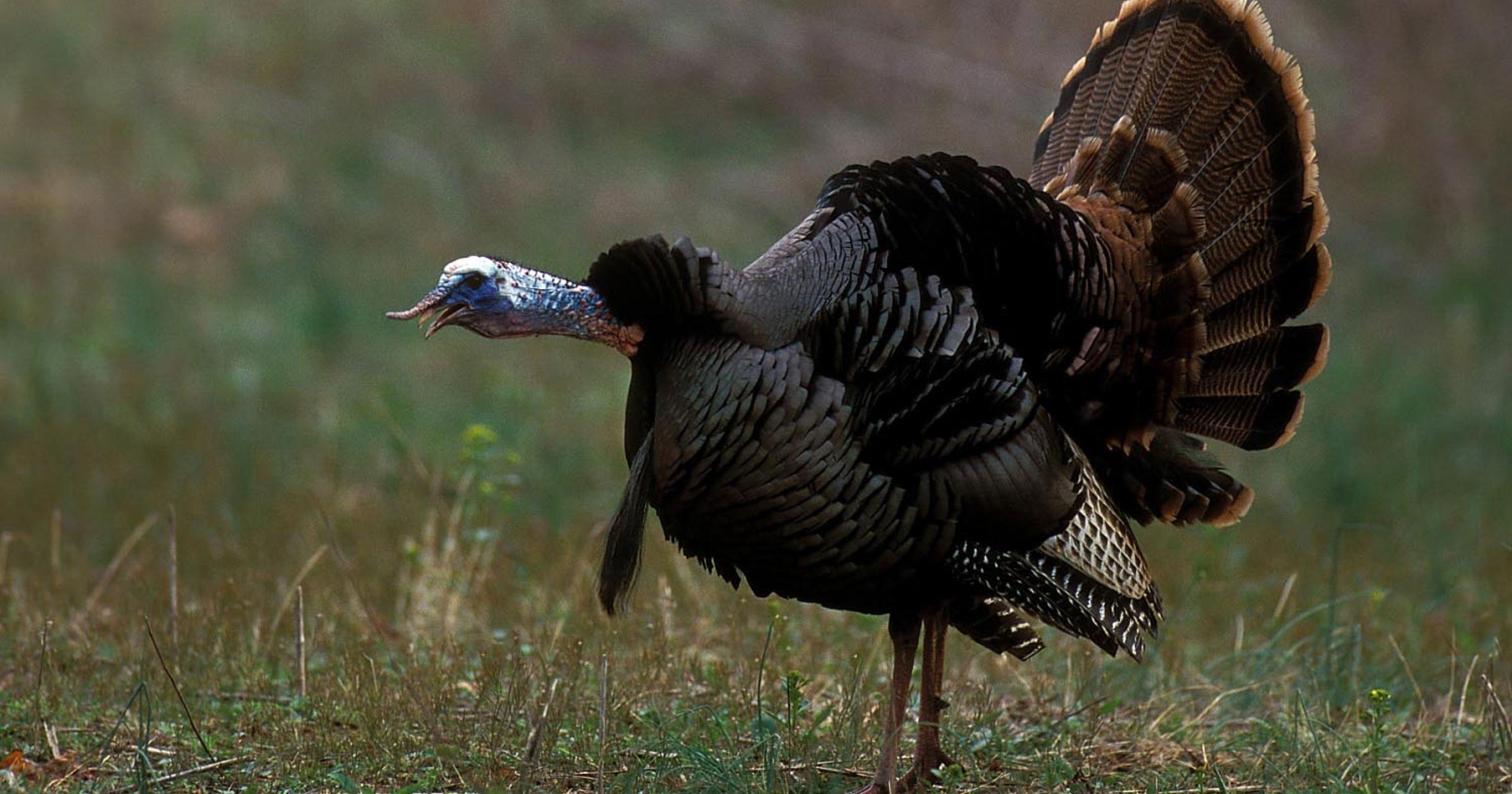 NWTF Wallpapers - Top Free NWTF Backgrounds - WallpaperAccess