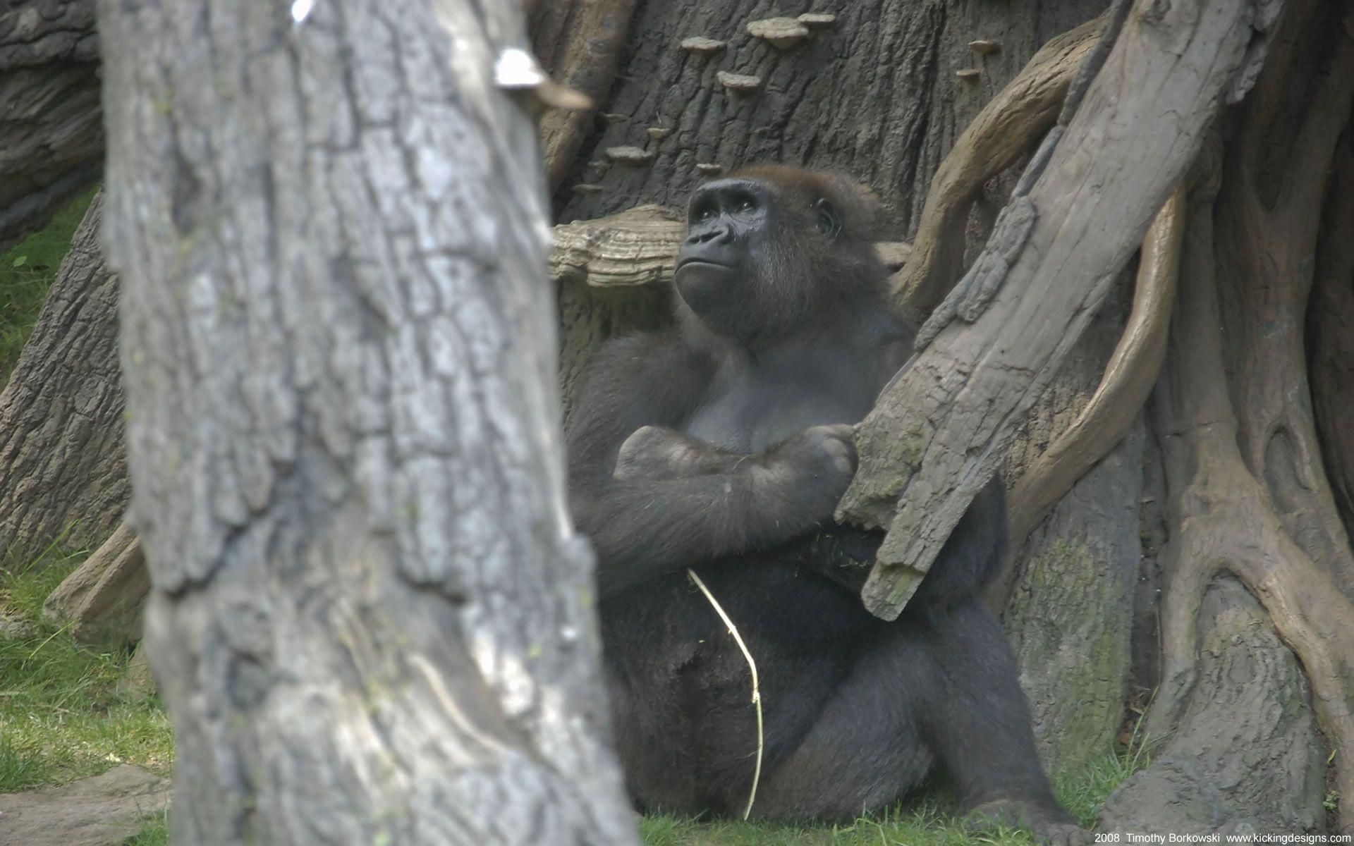 The Bronx Wallpapers - Top Free The Bronx Backgrounds - WallpaperAccess