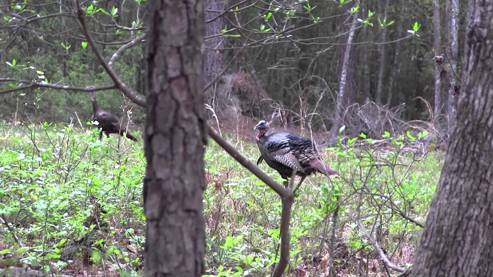 NWTF Wallpapers - Top Free NWTF Backgrounds - WallpaperAccess