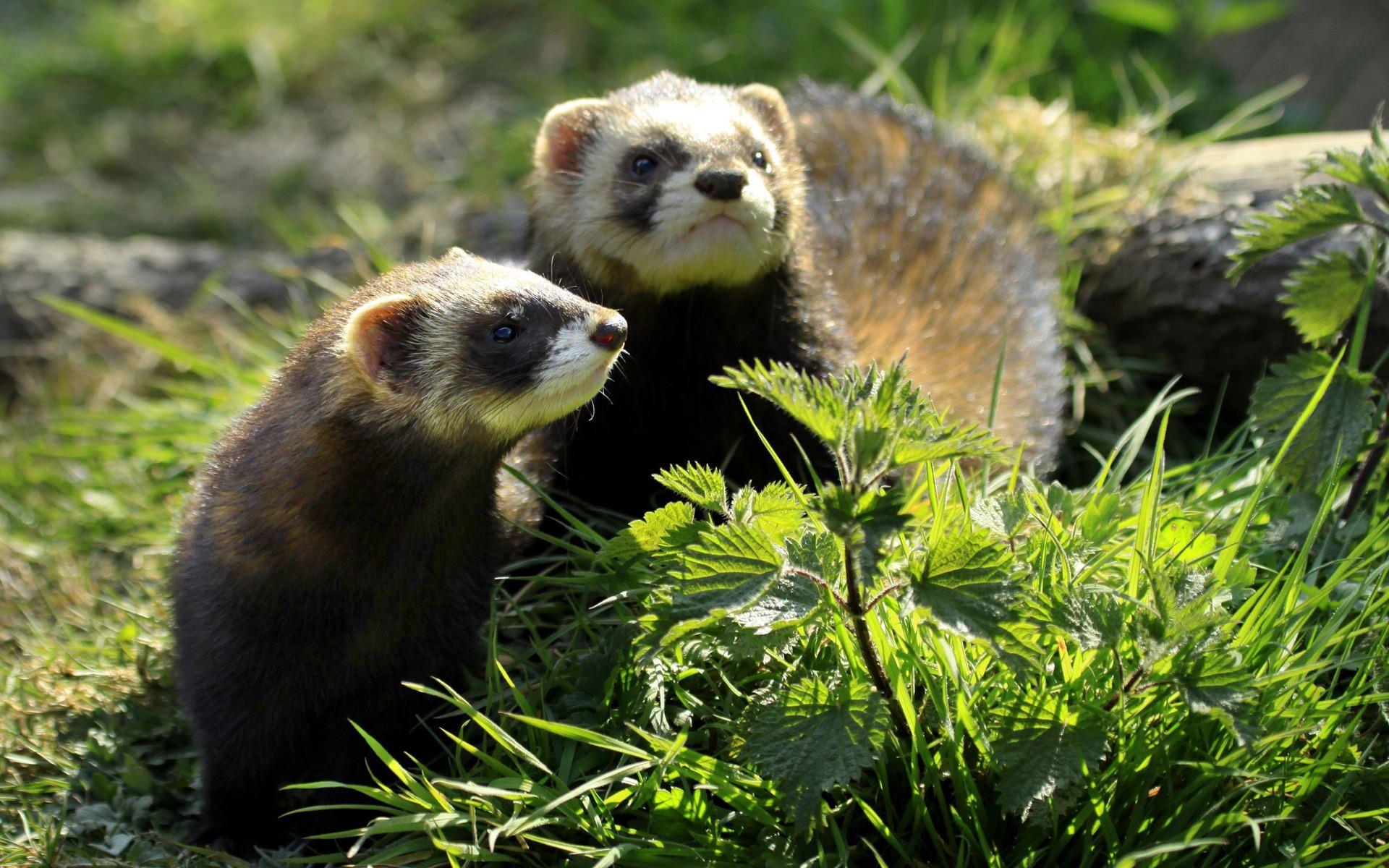 Ferret Wallpapers - Top Free Ferret Backgrounds - WallpaperAccess