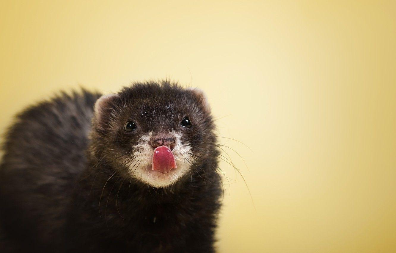 Ferret Wallpapers - Top Free Ferret Backgrounds - WallpaperAccess