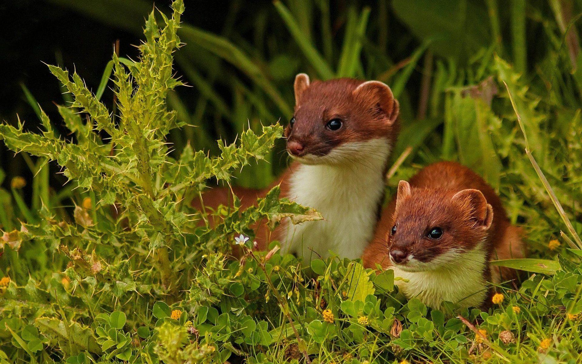 Ferret Wallpapers - Top Free Ferret Backgrounds - WallpaperAccess