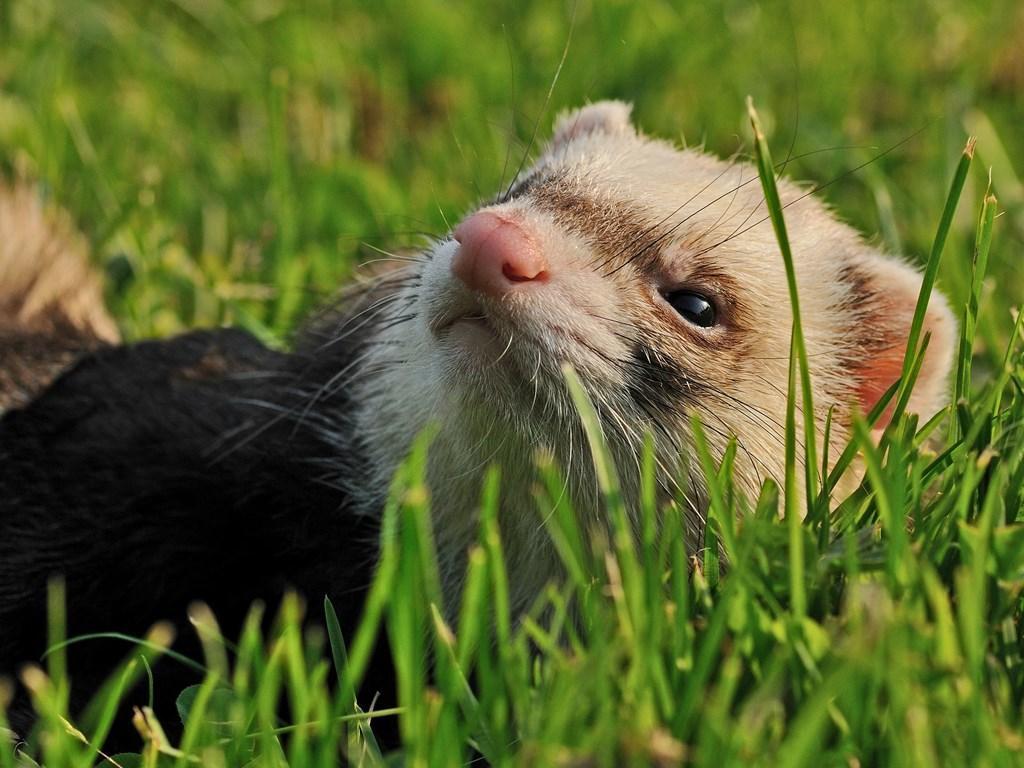 Ferret Wallpapers - Top Free Ferret Backgrounds - WallpaperAccess