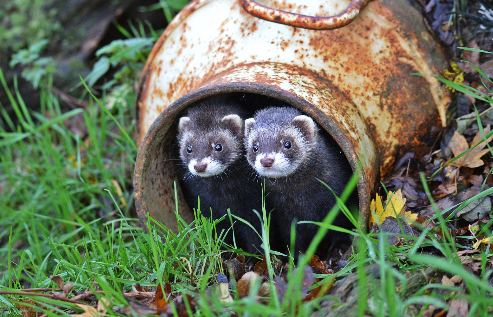 Ferret Wallpapers - Top Free Ferret Backgrounds - WallpaperAccess
