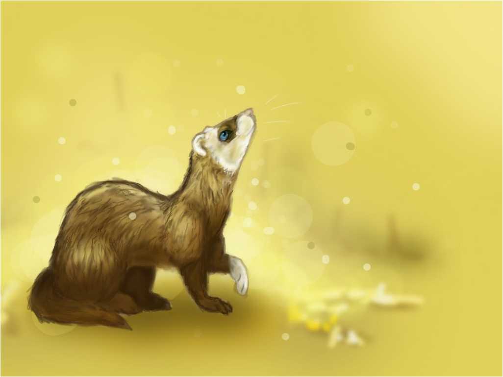 Ferret Wallpapers - Top Free Ferret Backgrounds - WallpaperAccess