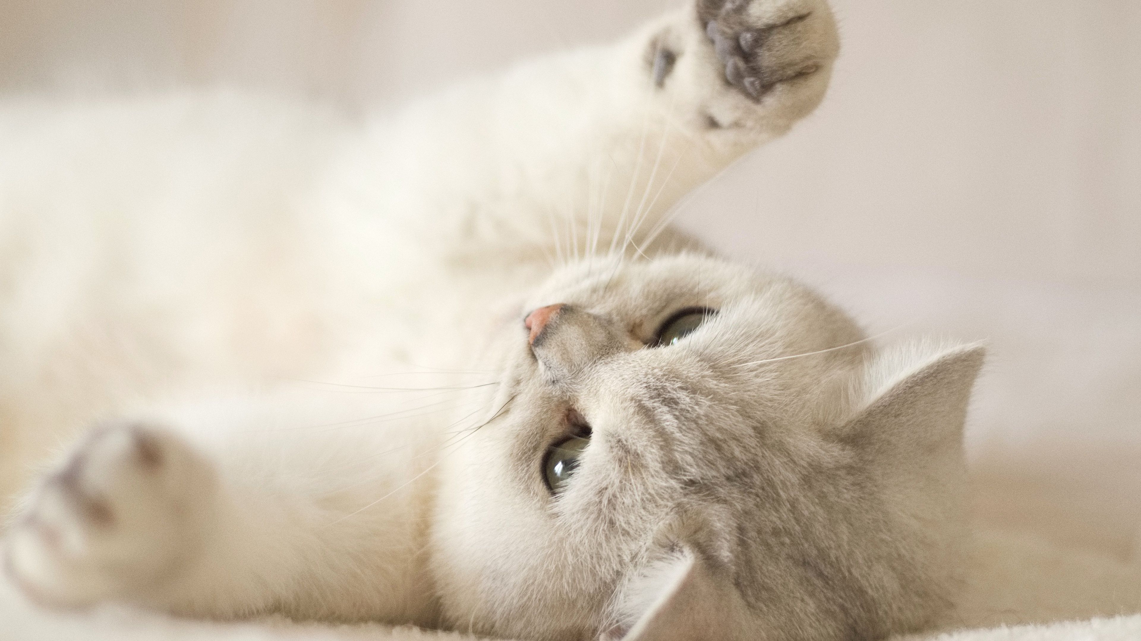 Little Cat Wallpapers - Top Free Little Cat Backgrounds - WallpaperAccess