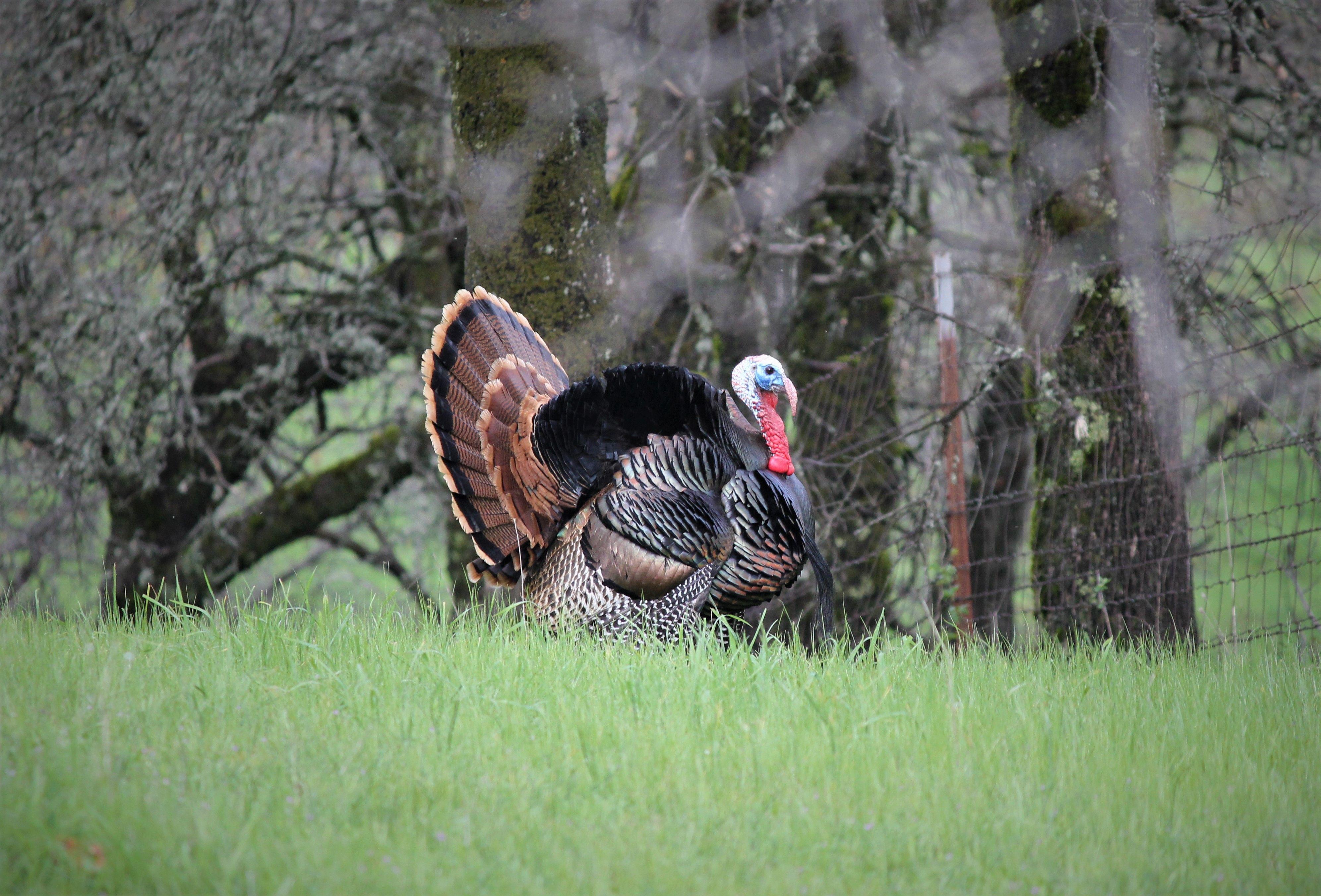 NWTF Wallpapers - Top Free NWTF Backgrounds - WallpaperAccess