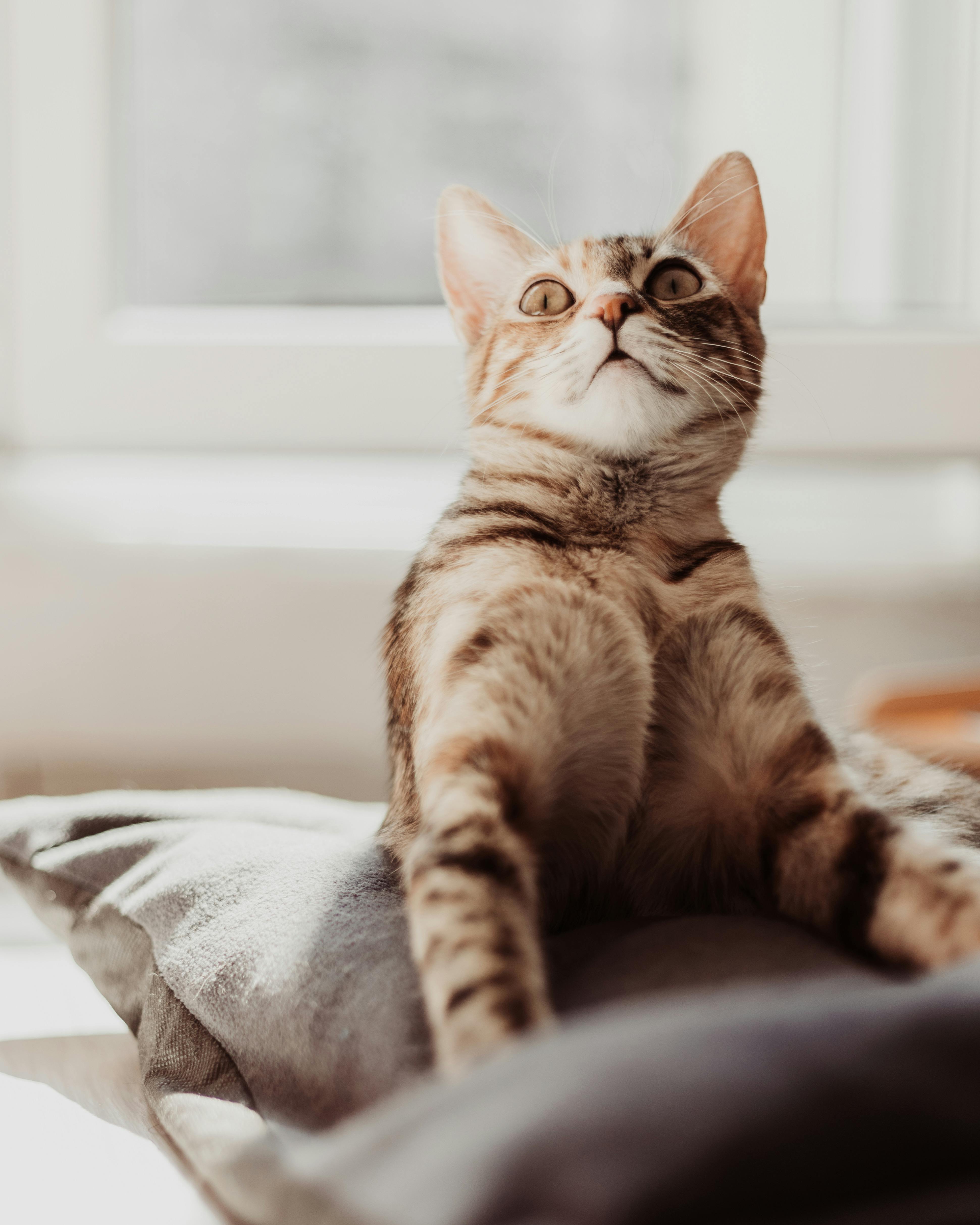 Little Cat Wallpapers - Top Free Little Cat Backgrounds - WallpaperAccess