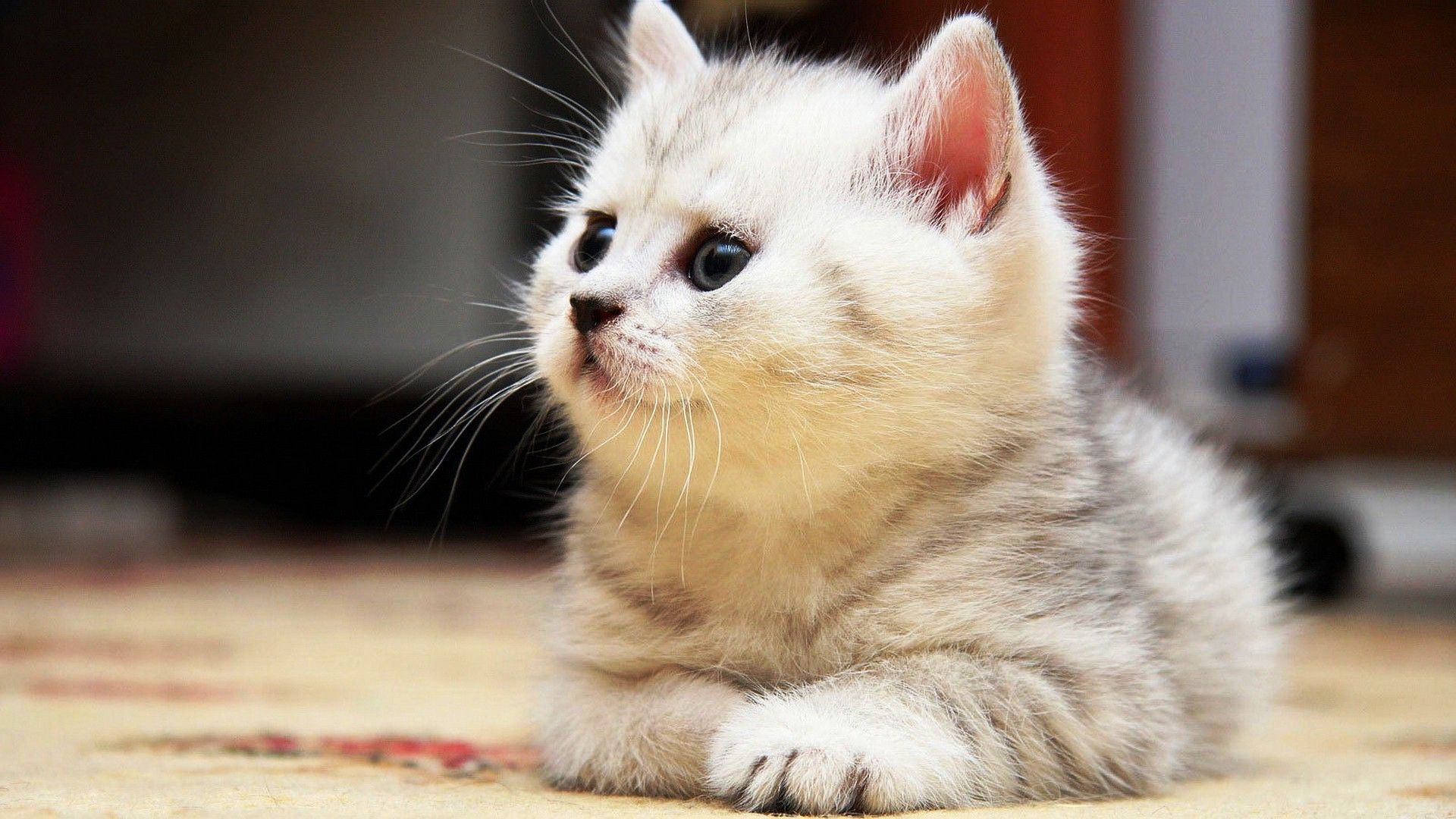 Little Cat Wallpapers - Top Free Little Cat Backgrounds - WallpaperAccess