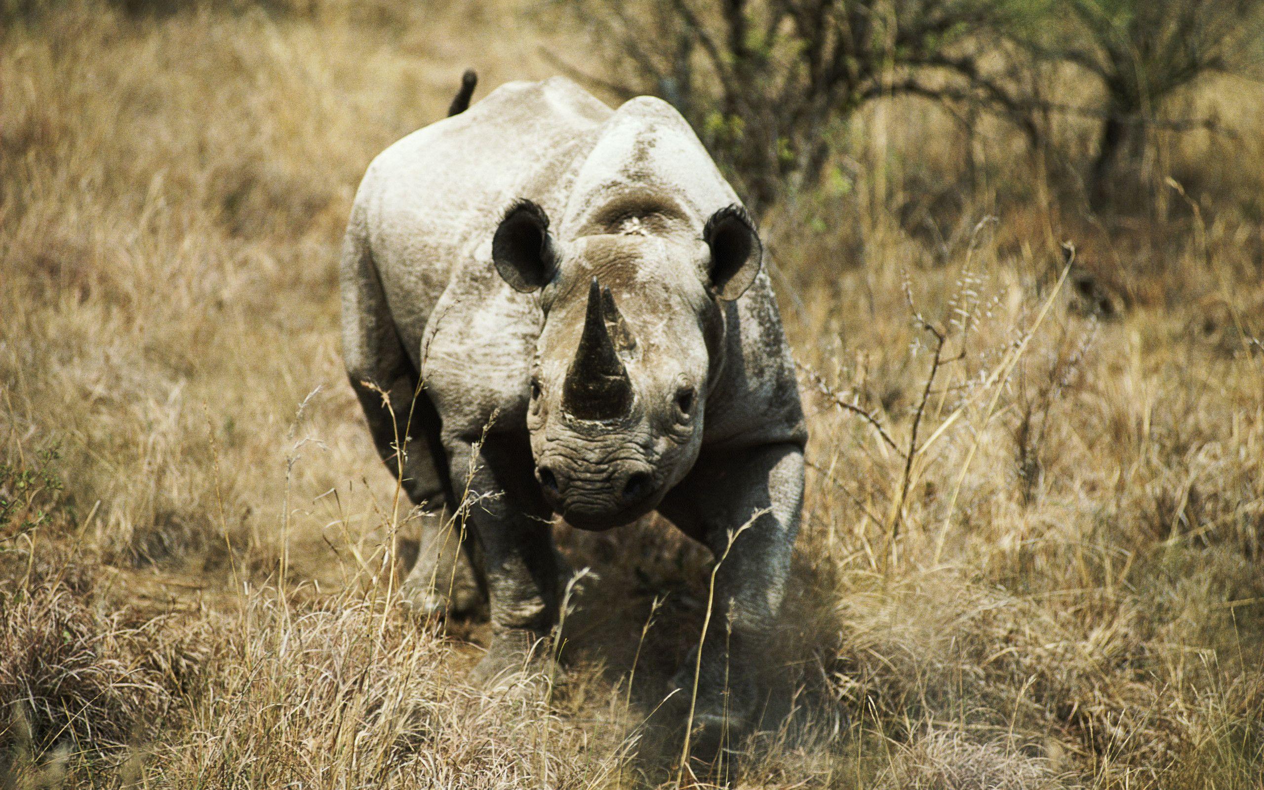 Rhino Wallpapers - Top Free Rhino Backgrounds - WallpaperAccess