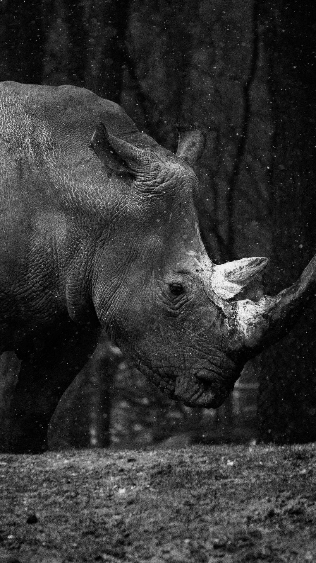 Rhino Wallpapers - Top Free Rhino Backgrounds - WallpaperAccess