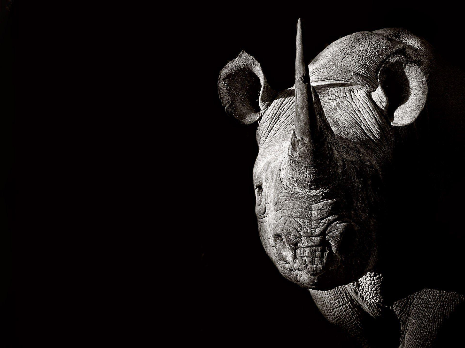 Rhino Wallpapers - Top Free Rhino Backgrounds - WallpaperAccess