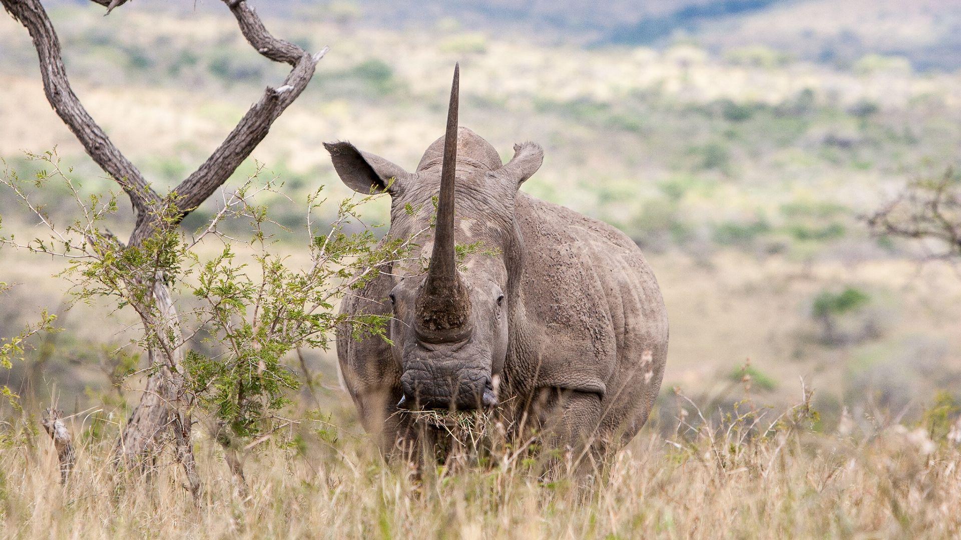 Rhino Wallpapers - Top Free Rhino Backgrounds - WallpaperAccess