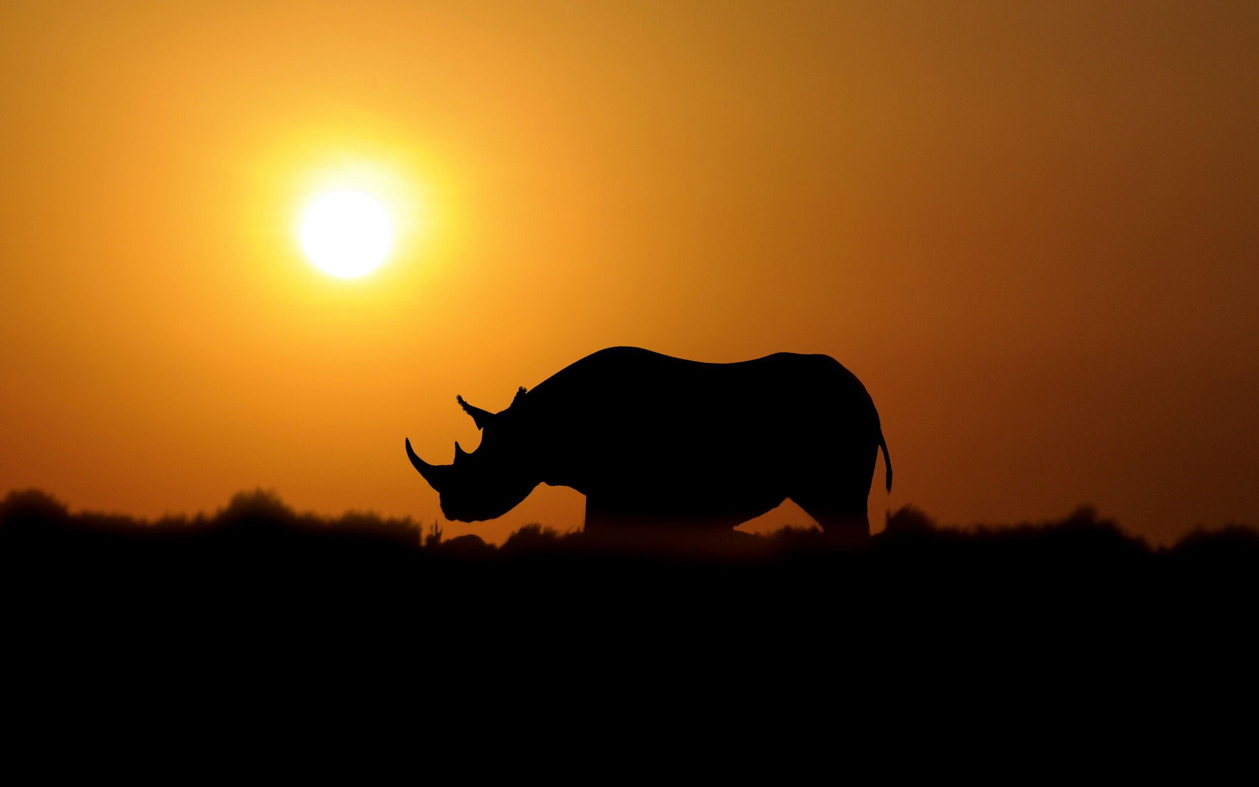 Rhino Wallpapers - Top Free Rhino Backgrounds - WallpaperAccess