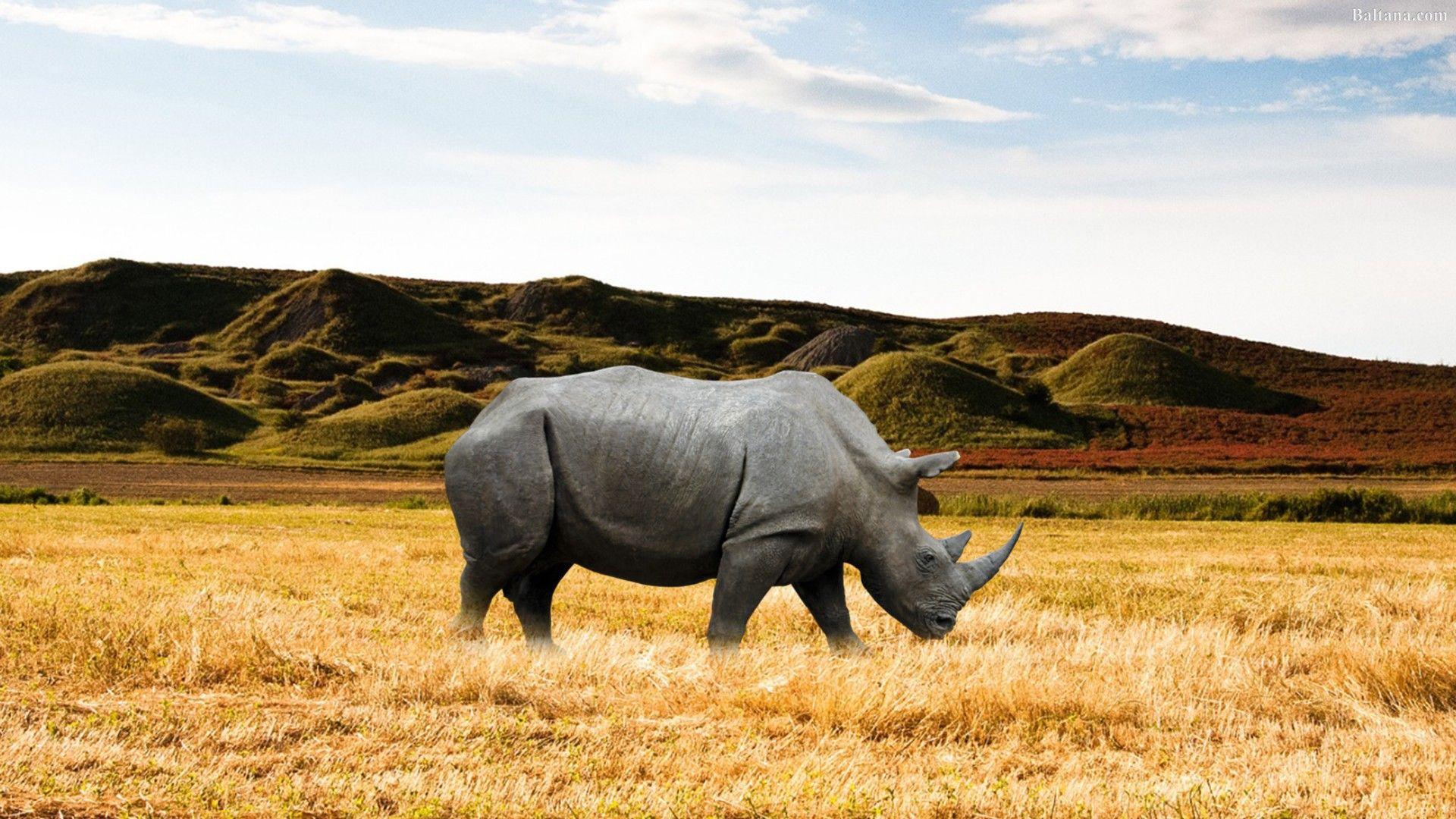 Rhino Wallpapers - Top Free Rhino Backgrounds - WallpaperAccess