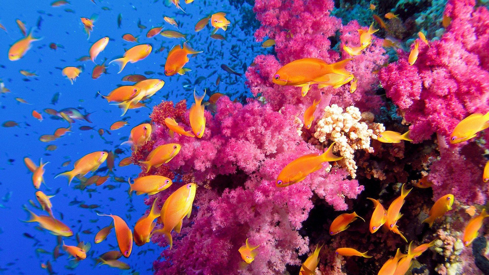 Coral Desktop Wallpapers - Top Free Coral Desktop Backgrounds ...