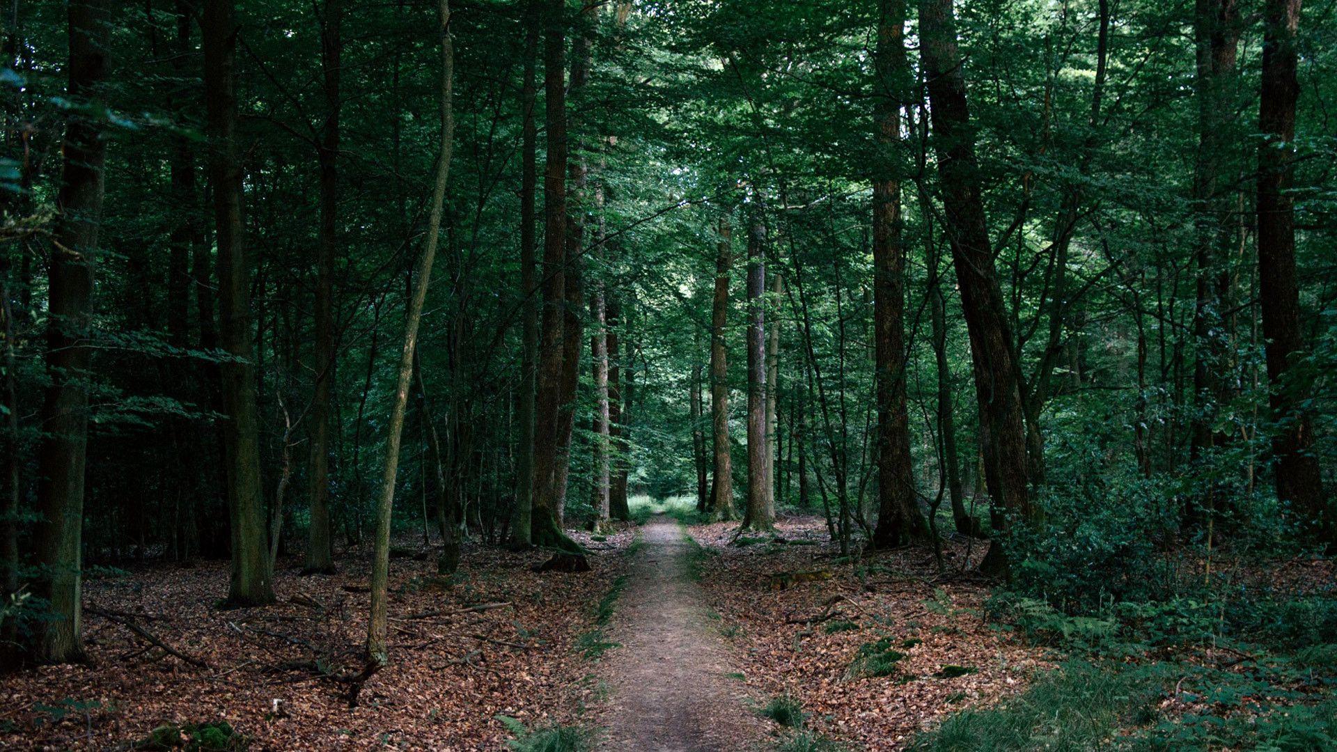 Dense Forest Wallpapers - Top Free Dense Forest Backgrounds ...