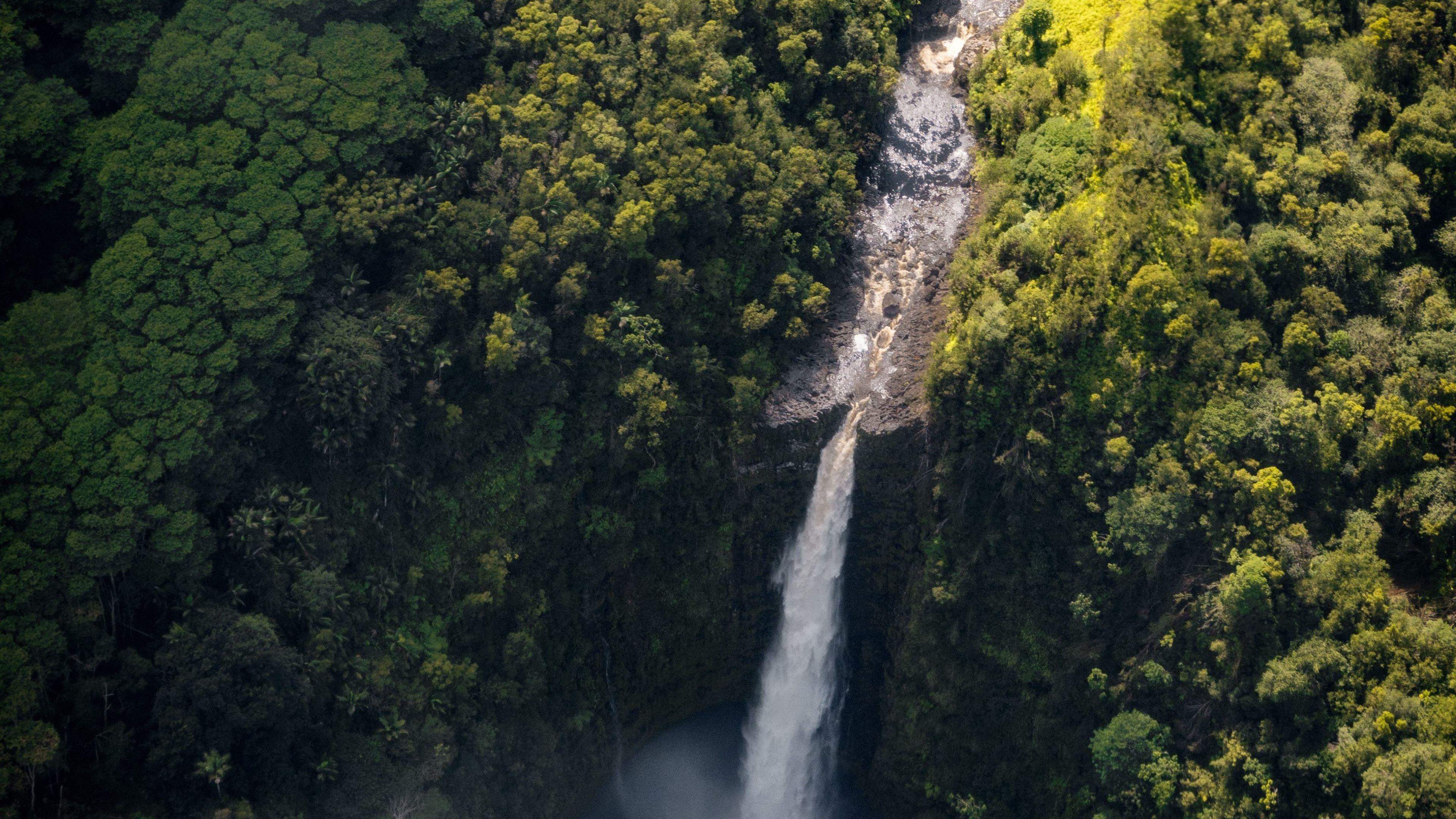 Dense Forest Wallpapers - Top Free Dense Forest Backgrounds ...