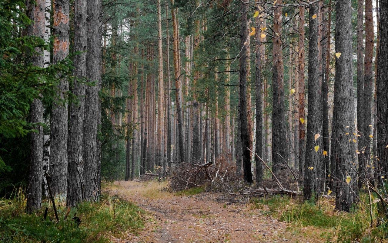Dense Forest Wallpapers - Top Free Dense Forest Backgrounds ...