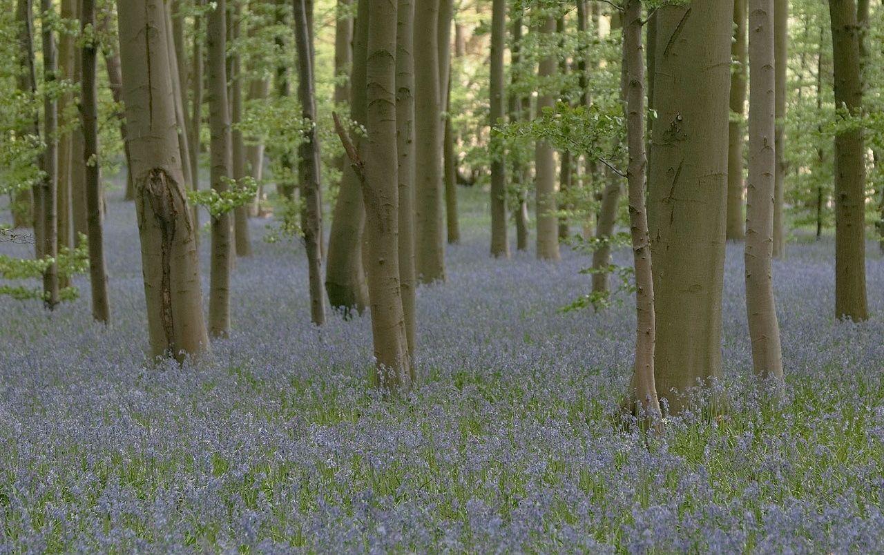 Dense Forest Wallpapers - Top Free Dense Forest Backgrounds ...