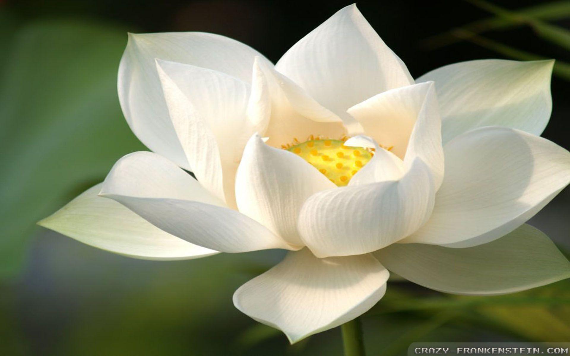 White Lotus Wallpapers - Top Free White Lotus Backgrounds - WallpaperAccess