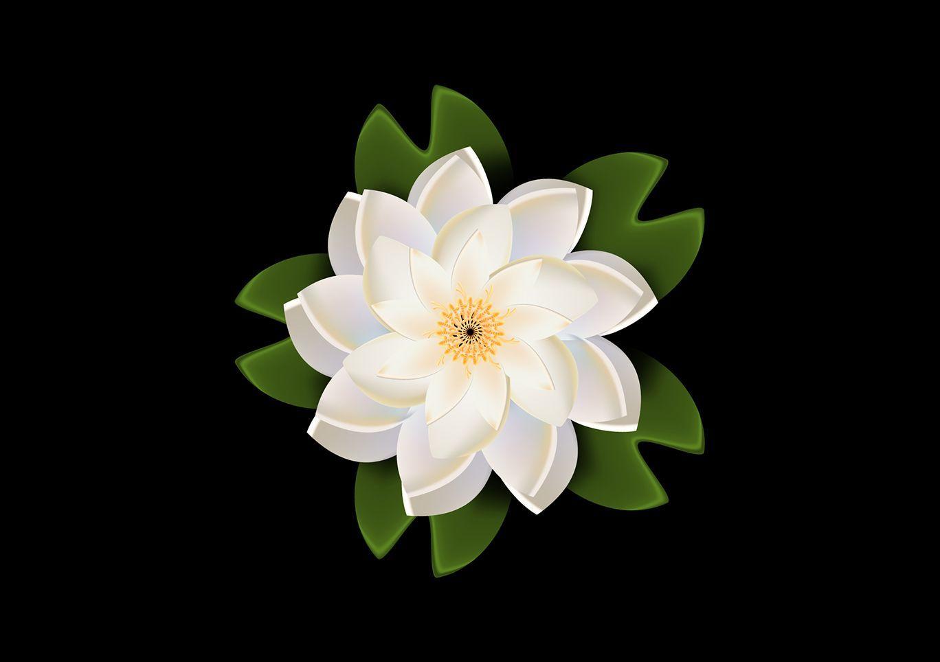 White Lotus Wallpapers - Top Free White Lotus Backgrounds - WallpaperAccess