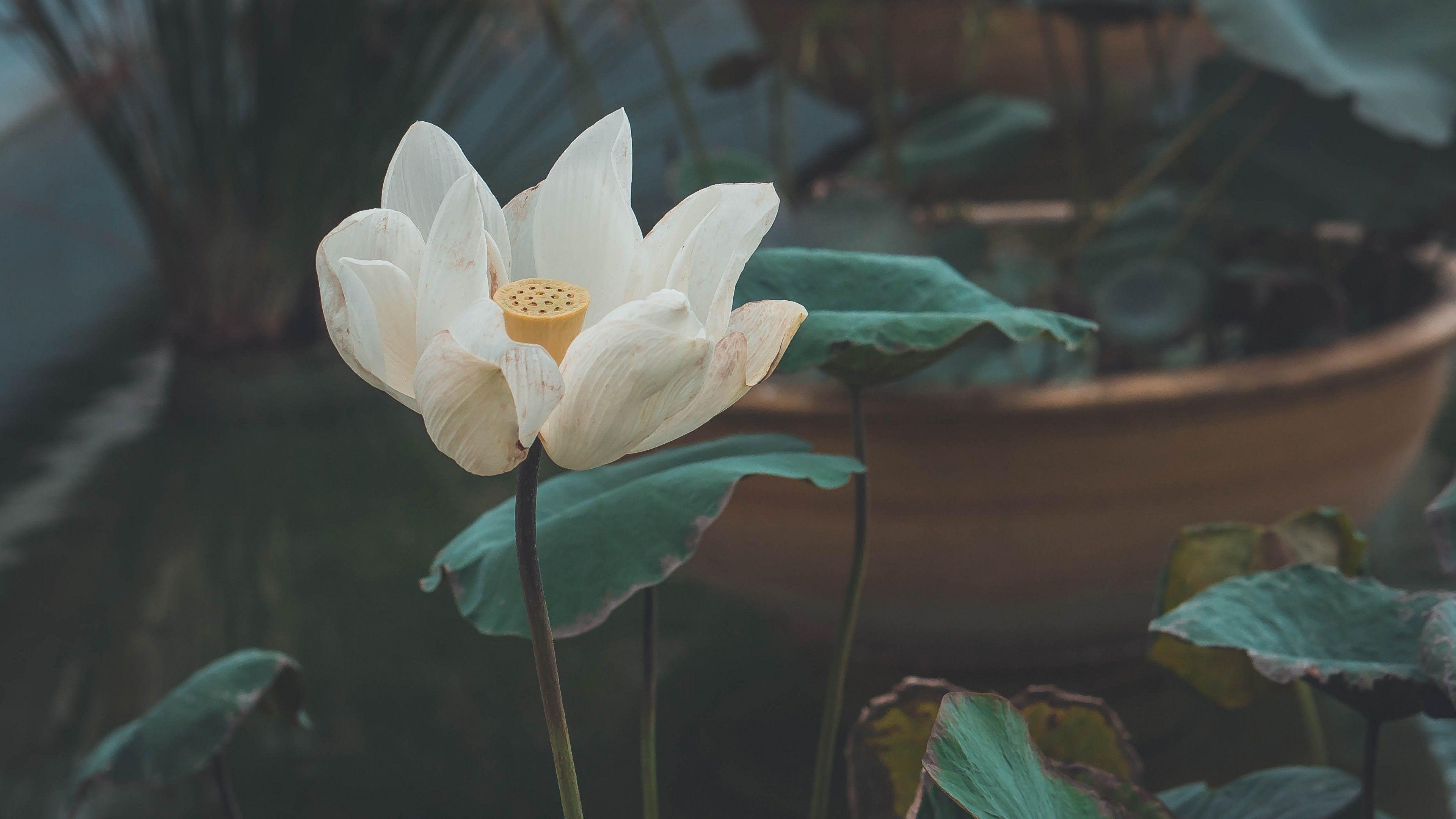 White Lotus Wallpapers - Top Free White Lotus Backgrounds - WallpaperAccess