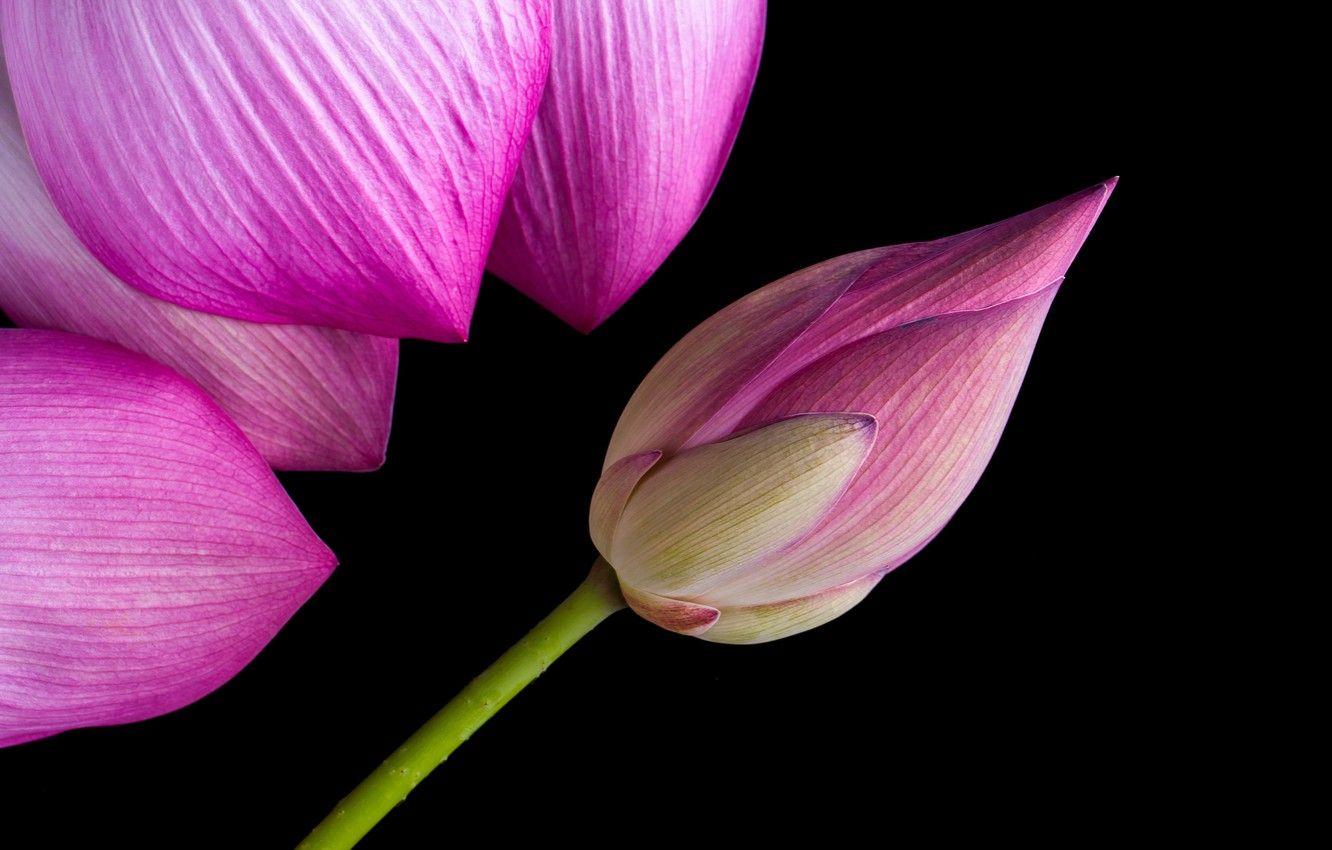 Pink Lotus Wallpapers - Top Free Pink Lotus Backgrounds - WallpaperAccess