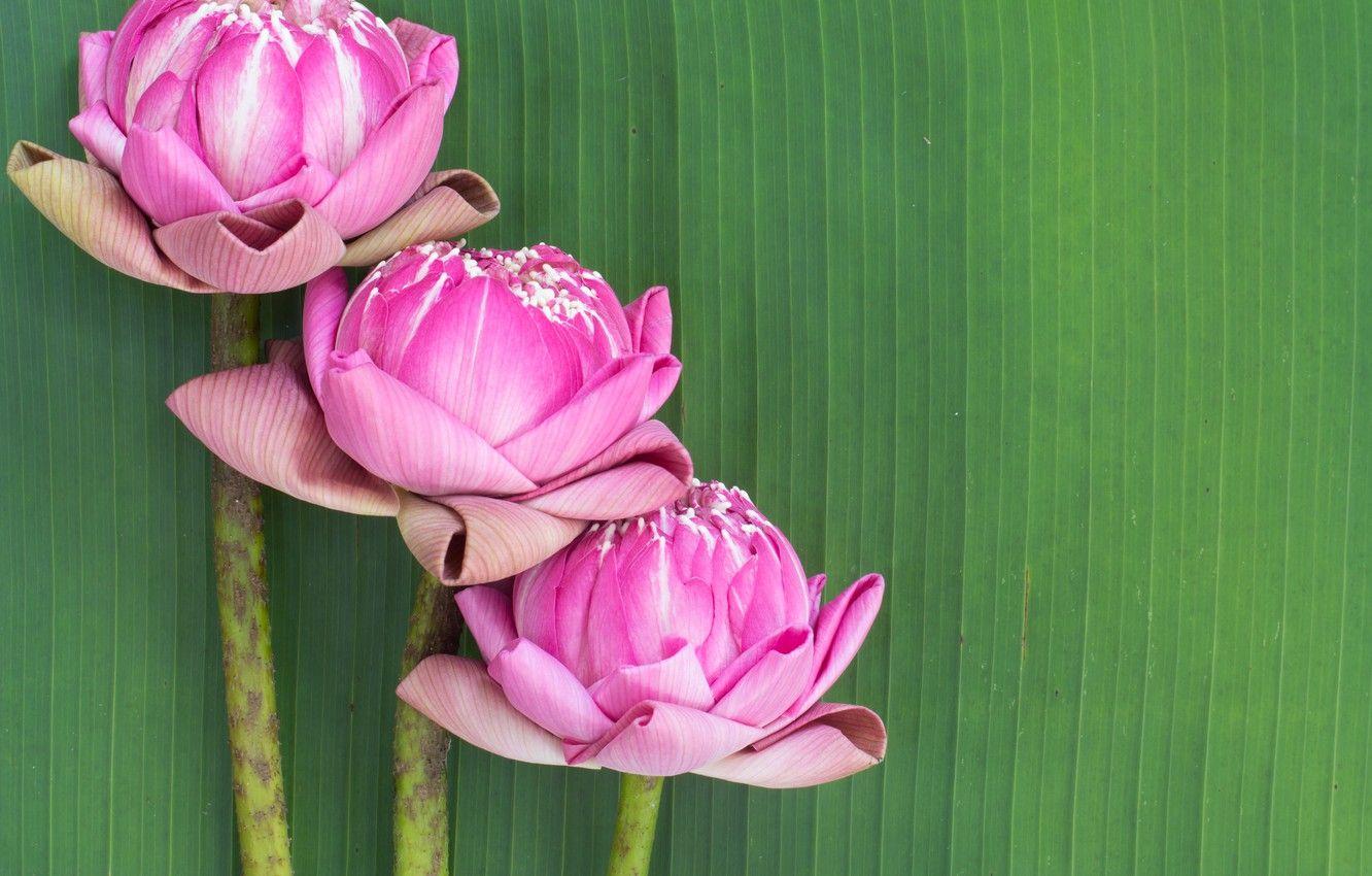 Pink Lotus Wallpapers - Top Free Pink Lotus Backgrounds - WallpaperAccess