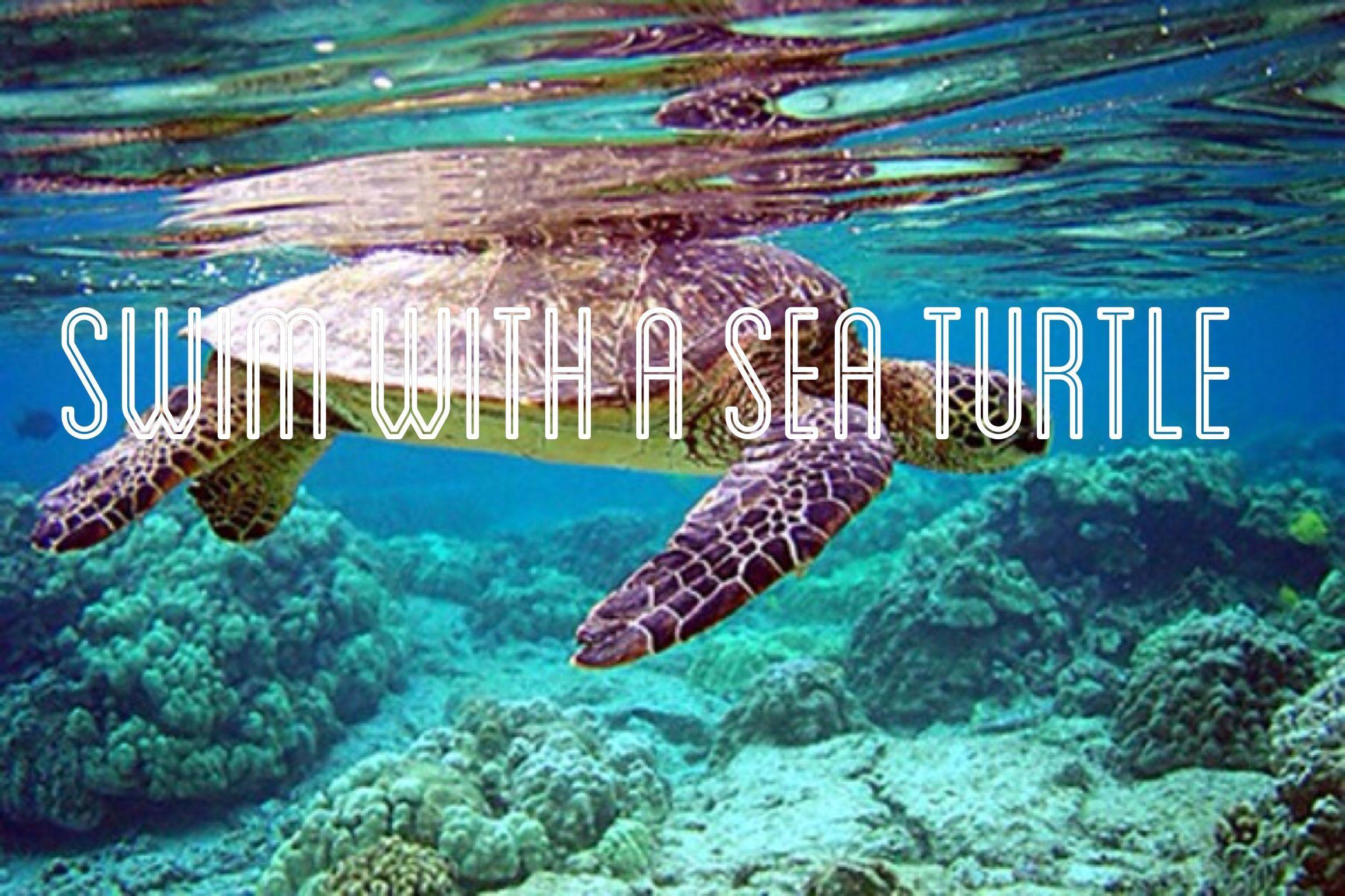 Sea Turtle Laptop Wallpapers - Top Free Sea Turtle Laptop Backgrounds ...