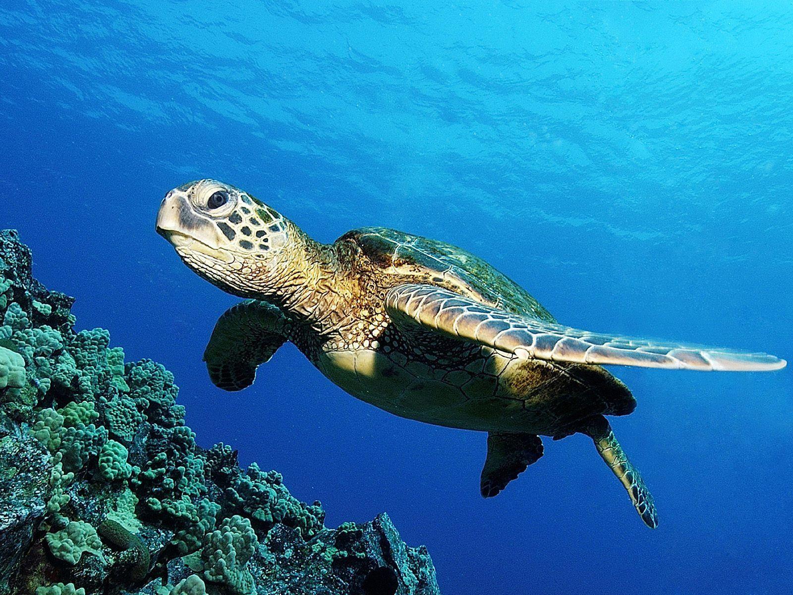 Sea Turtle Laptop Wallpapers - Top Free Sea Turtle Laptop Backgrounds ...
