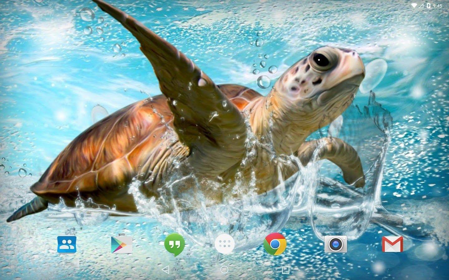 Sea Turtle Laptop Wallpapers - Top Free Sea Turtle Laptop Backgrounds ...