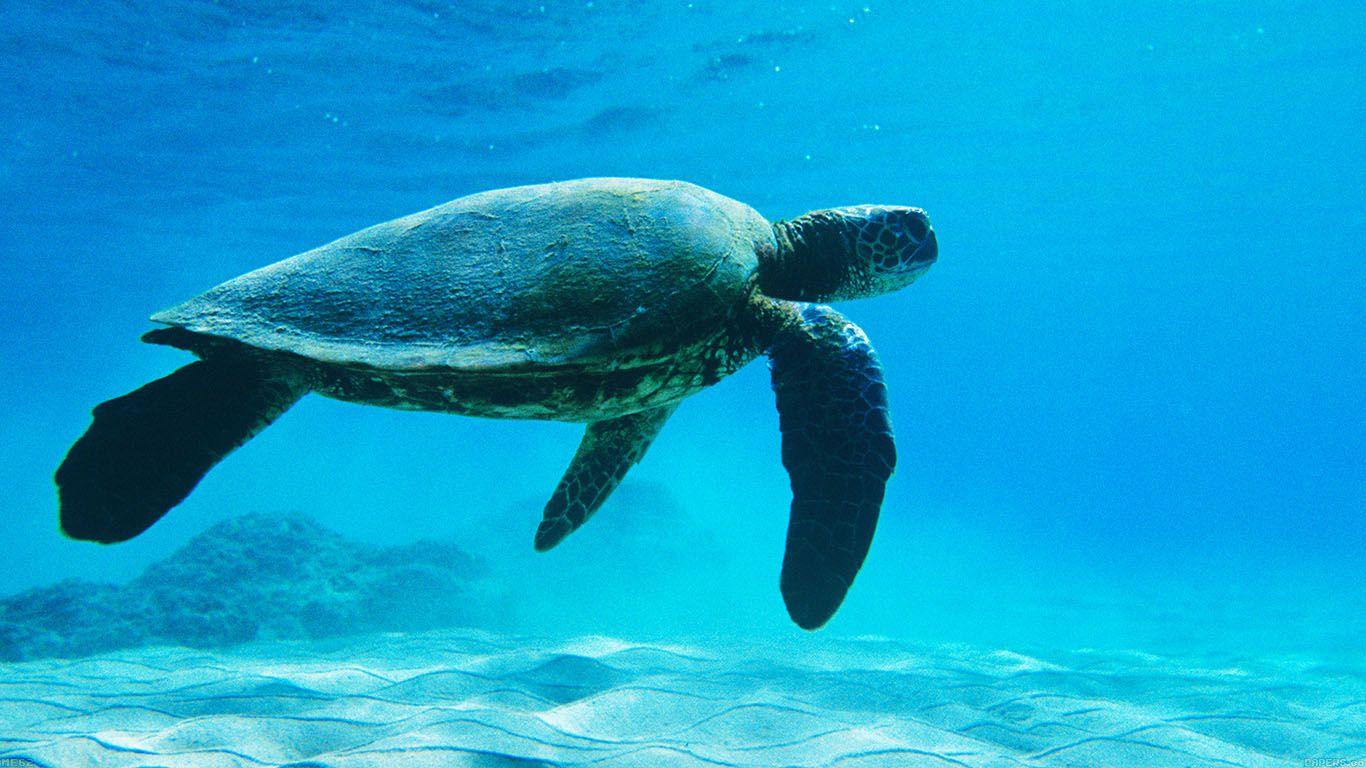 Sea Turtle Laptop Wallpapers - Top Free Sea Turtle Laptop Backgrounds ...