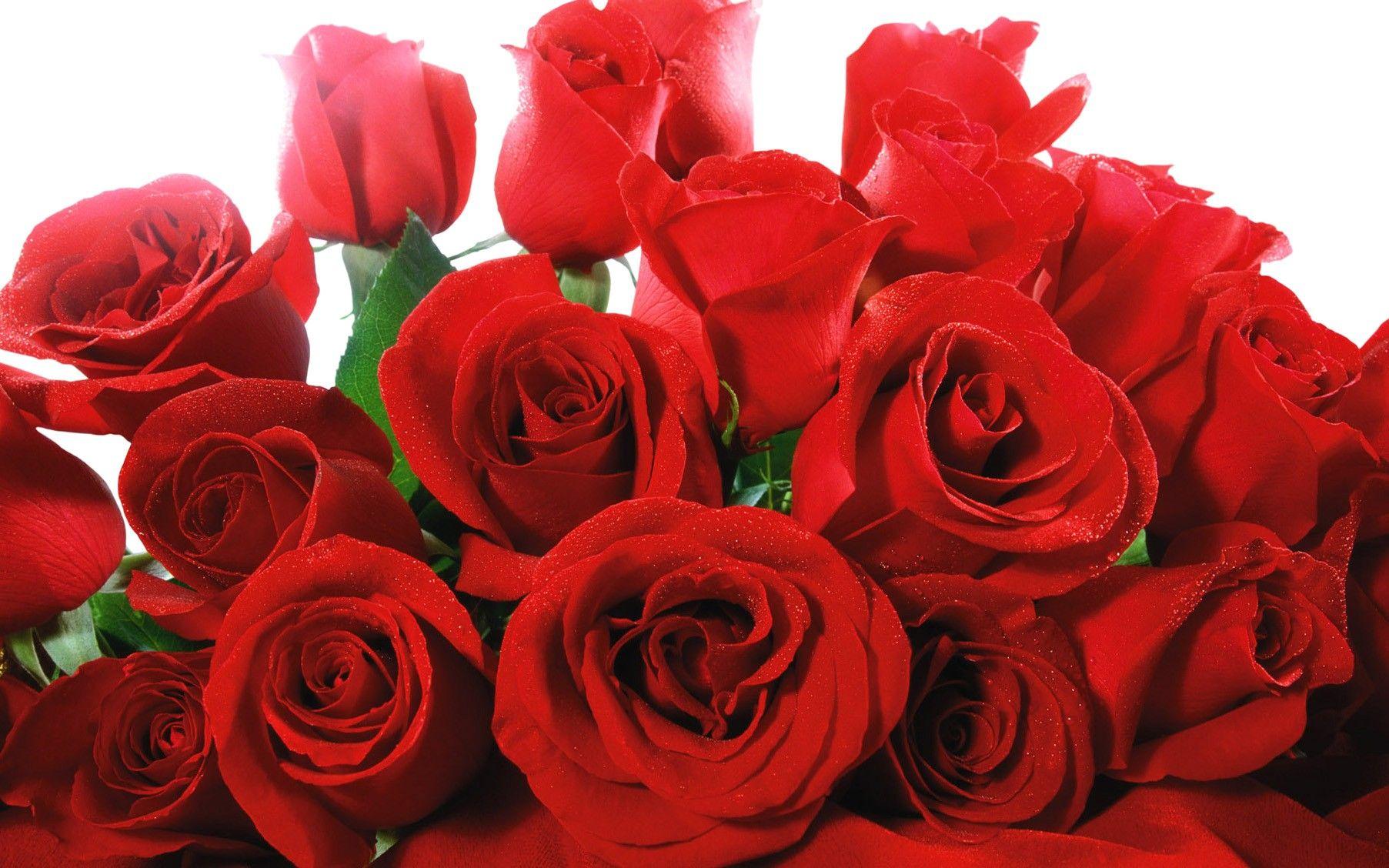 Red Rose Flower Wallpapers Top Free Red Rose Flower Backgrounds