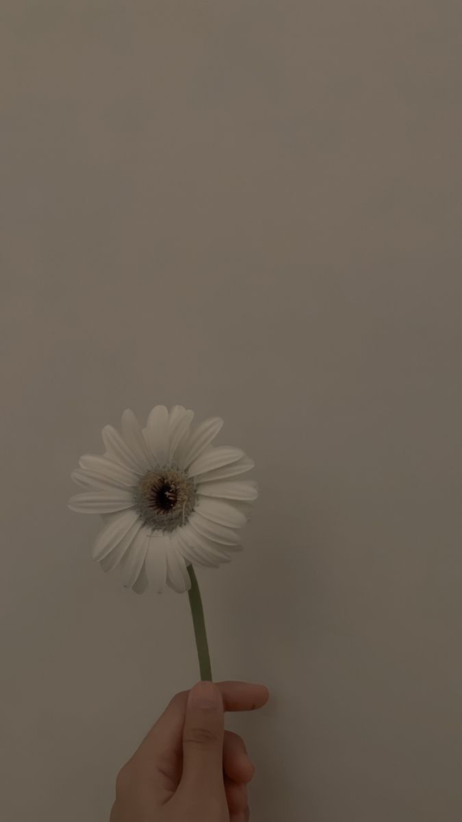 One Flower Wallpapers - Top Free One Flower Backgrounds - WallpaperAccess