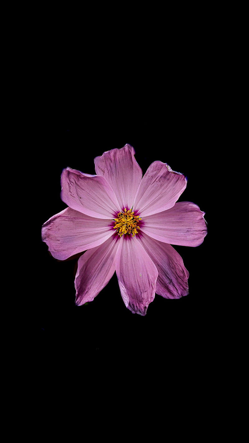 One Flower Wallpapers - Top Free One Flower Backgrounds - WallpaperAccess