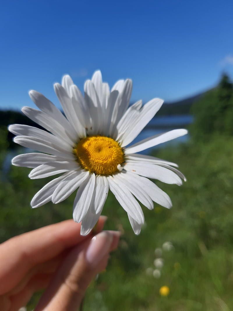 One Flower Wallpapers - Top Free One Flower Backgrounds - WallpaperAccess