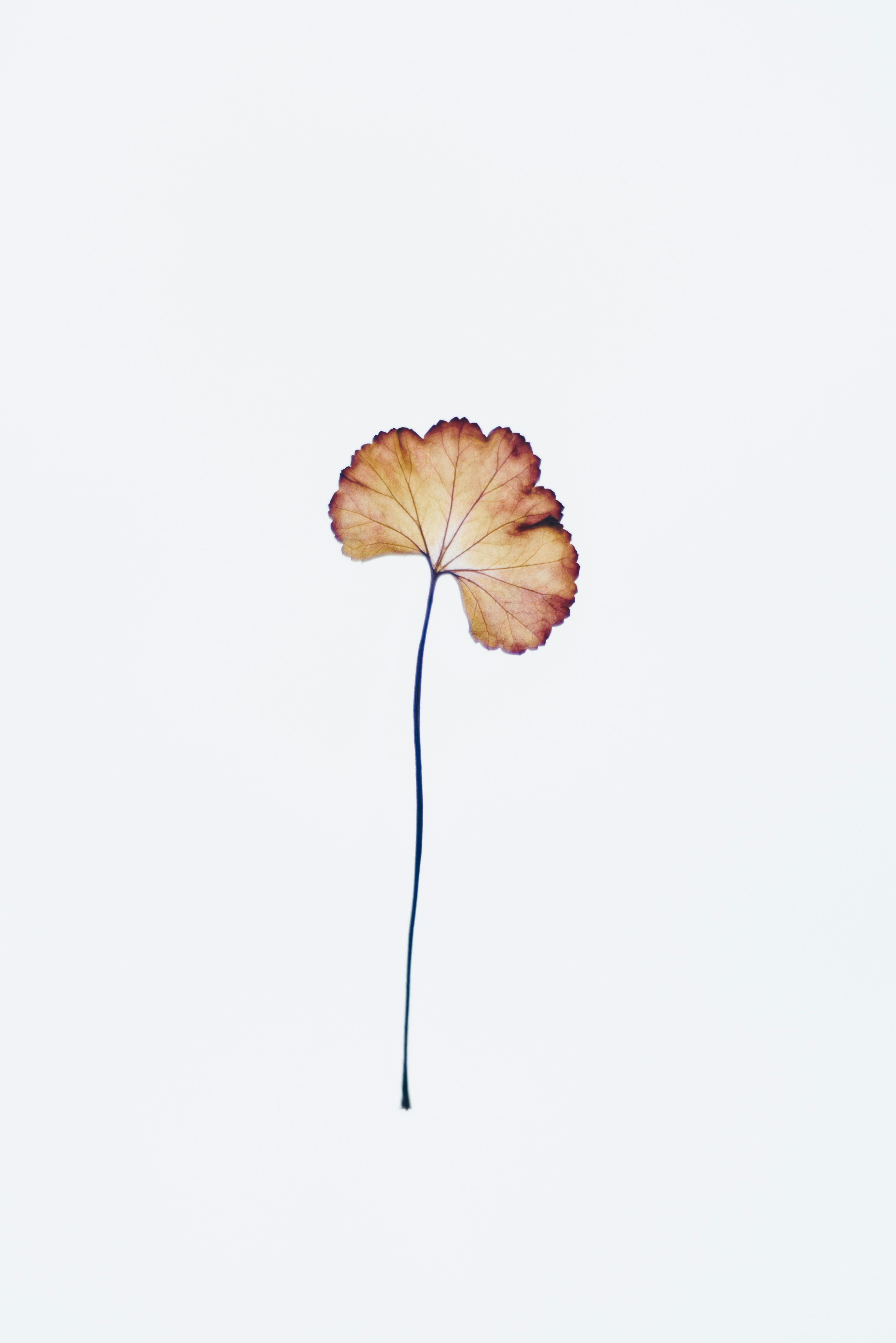 One Flower Wallpapers - Top Free One Flower Backgrounds - WallpaperAccess