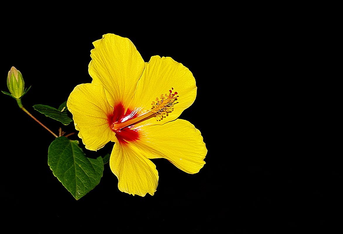 One Flower Wallpapers - Top Free One Flower Backgrounds - WallpaperAccess