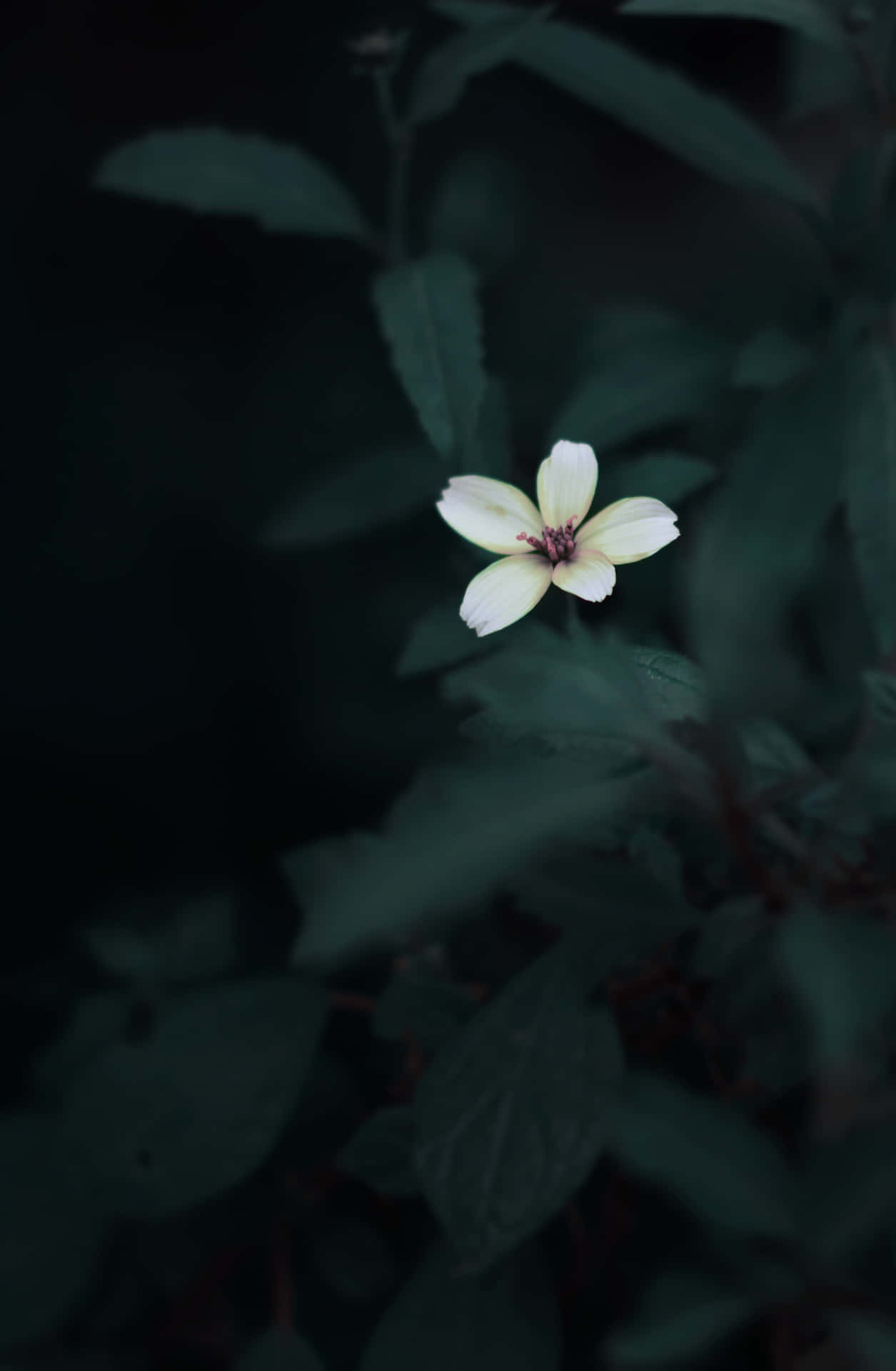 One Flower Wallpapers - Top Free One Flower Backgrounds - WallpaperAccess