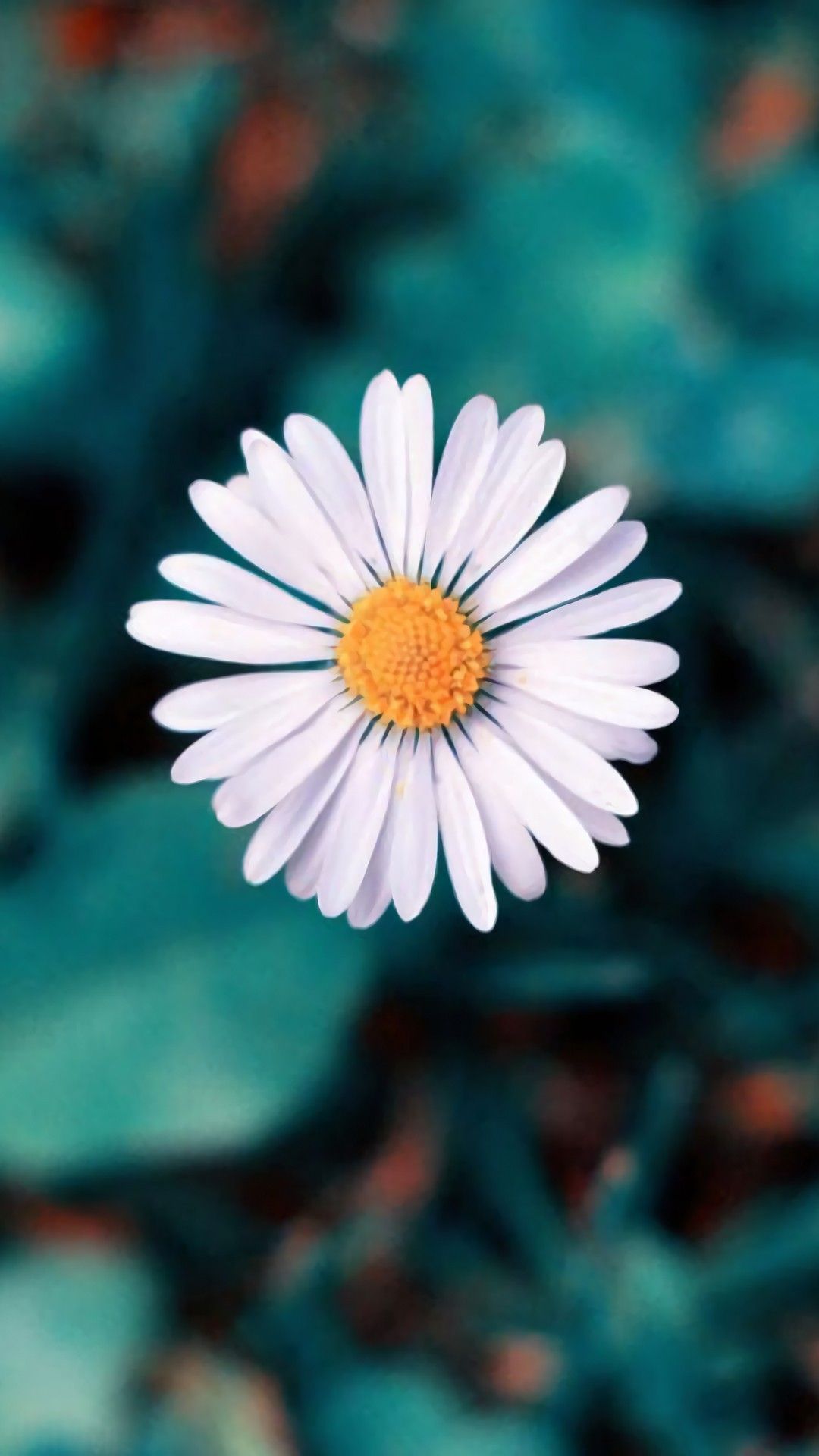 One Flower Wallpapers - Top Free One Flower Backgrounds - WallpaperAccess