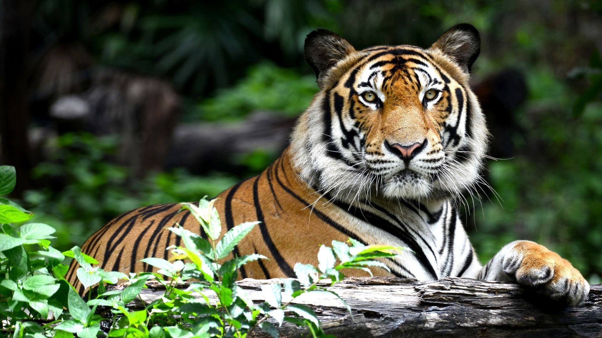 Ranthambore Wallpapers - Top Free Ranthambore Backgrounds - WallpaperAccess