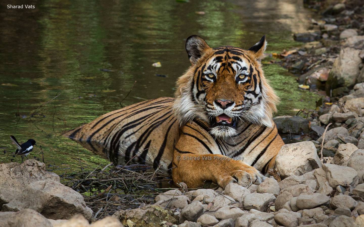 Ranthambore Wallpapers - Top Free Ranthambore Backgrounds - WallpaperAccess