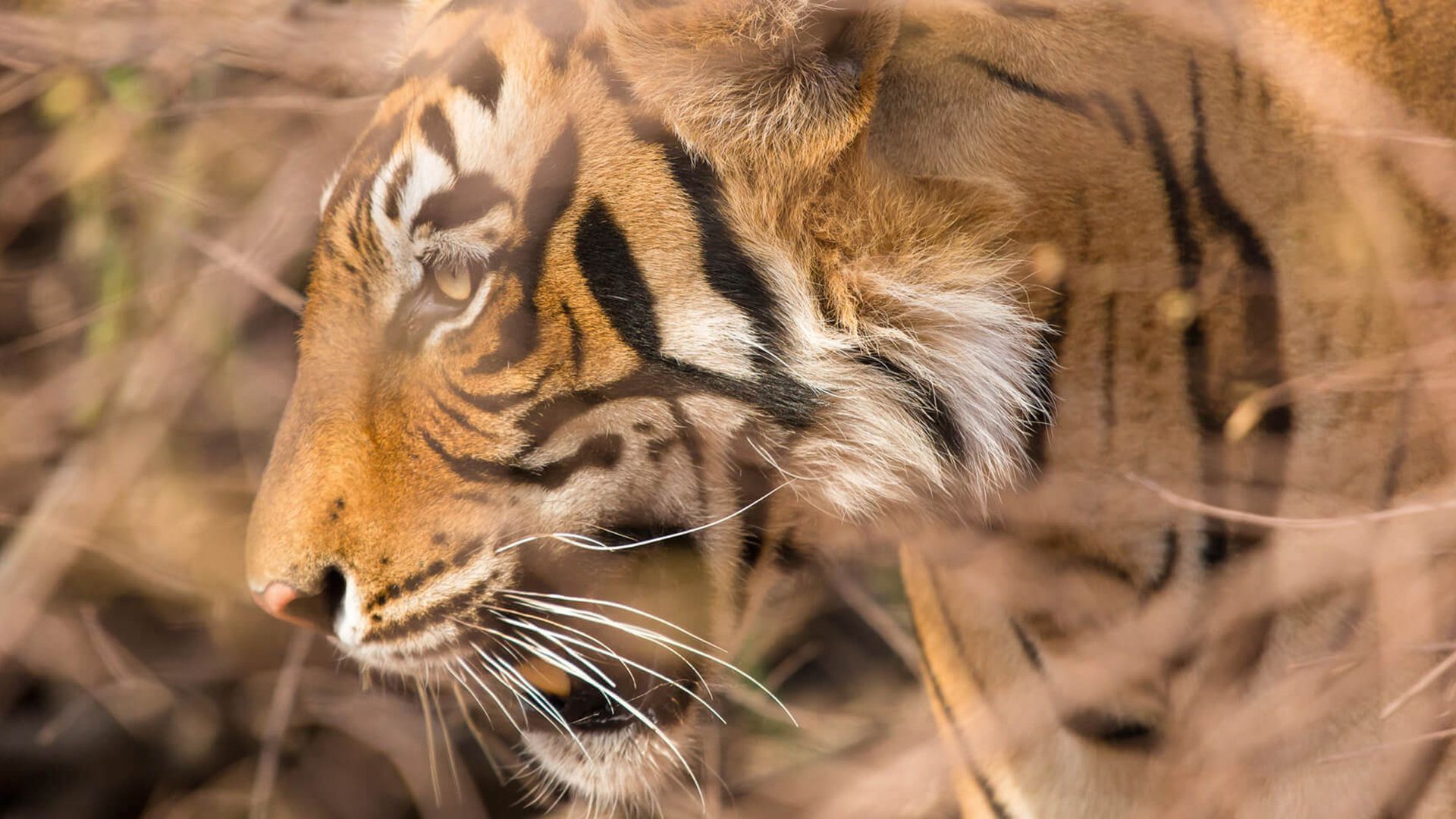 Ranthambore Wallpapers - Top Free Ranthambore Backgrounds - WallpaperAccess