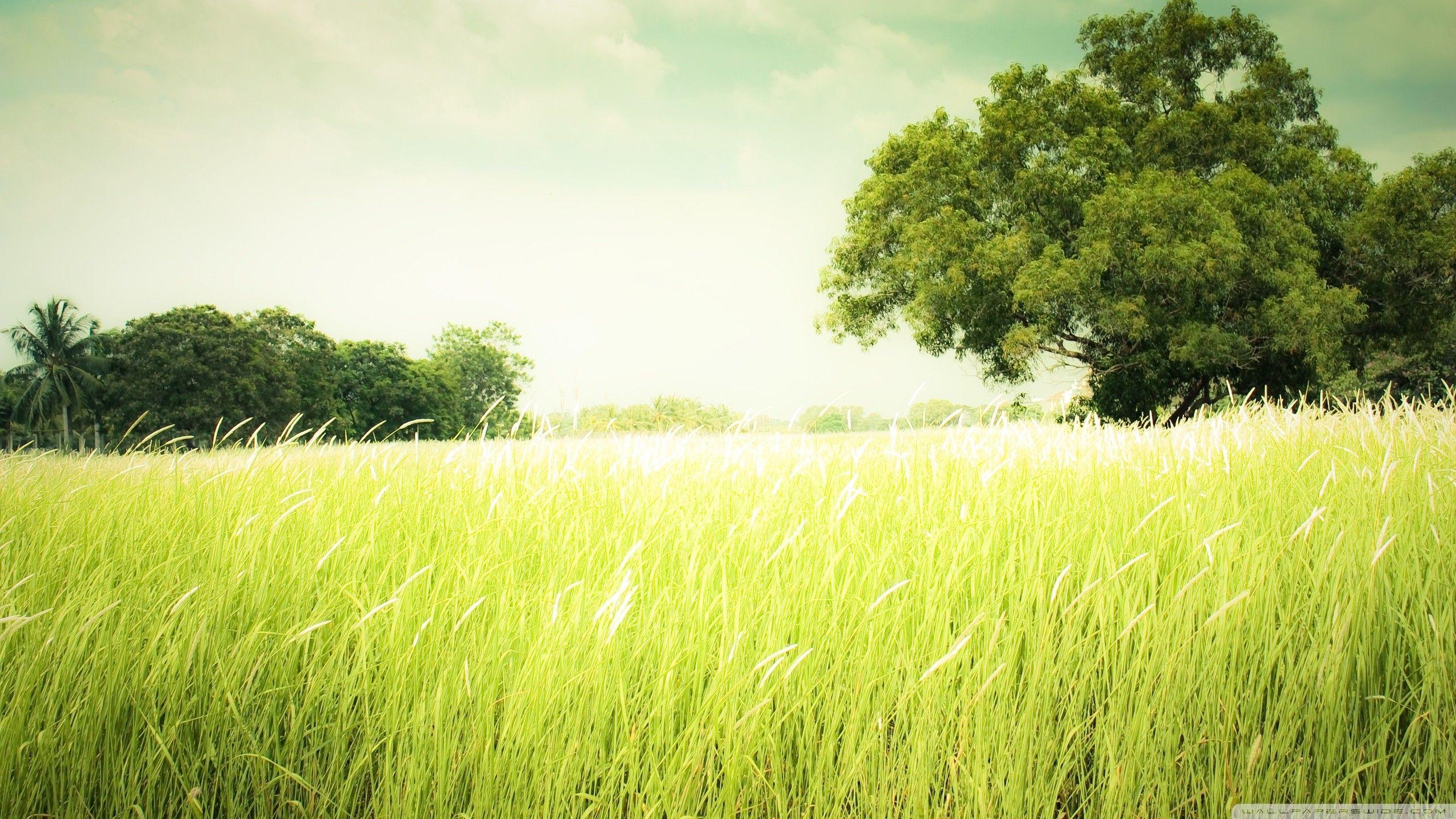 Grassland Wallpapers - Top Free Grassland Backgrounds - WallpaperAccess