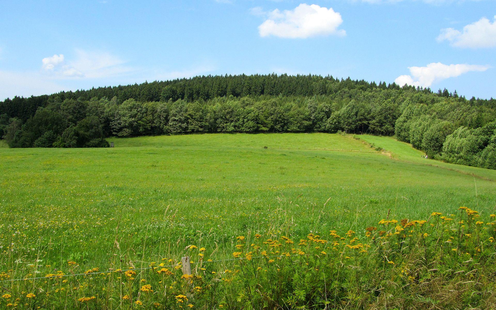 Grassland Wallpapers - Top Free Grassland Backgrounds - WallpaperAccess