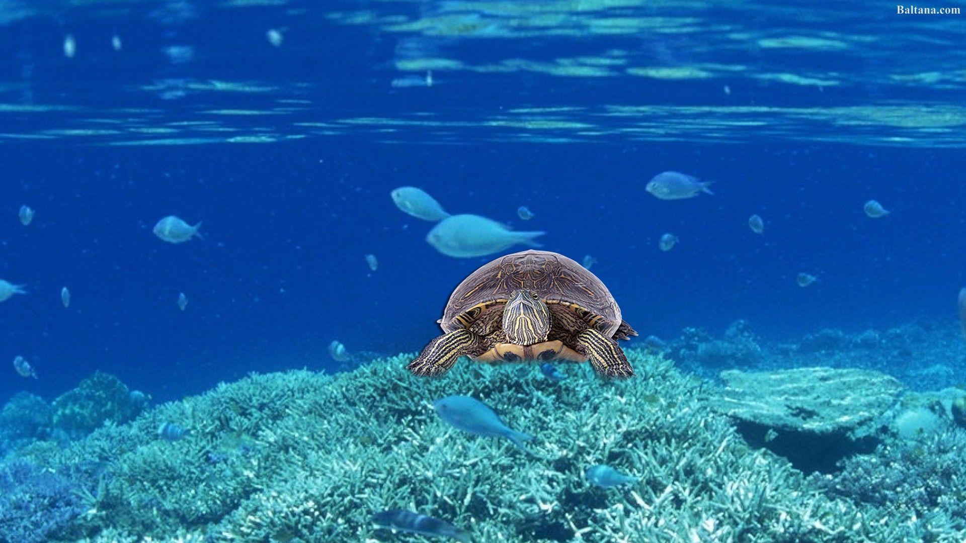 Turtle Desktop Wallpapers - Top Free Turtle Desktop Backgrounds ...