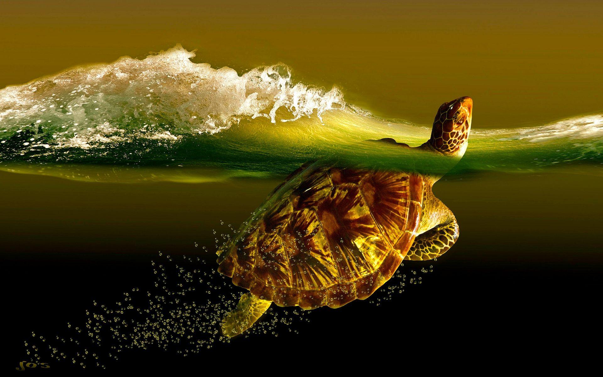 Turtle Desktop Wallpapers - Top Free Turtle Desktop Backgrounds ...