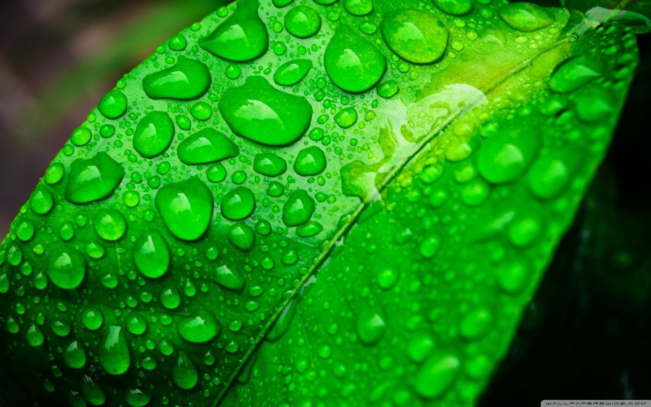 Green Life Wallpapers - Top Free Green Life Backgrounds - WallpaperAccess