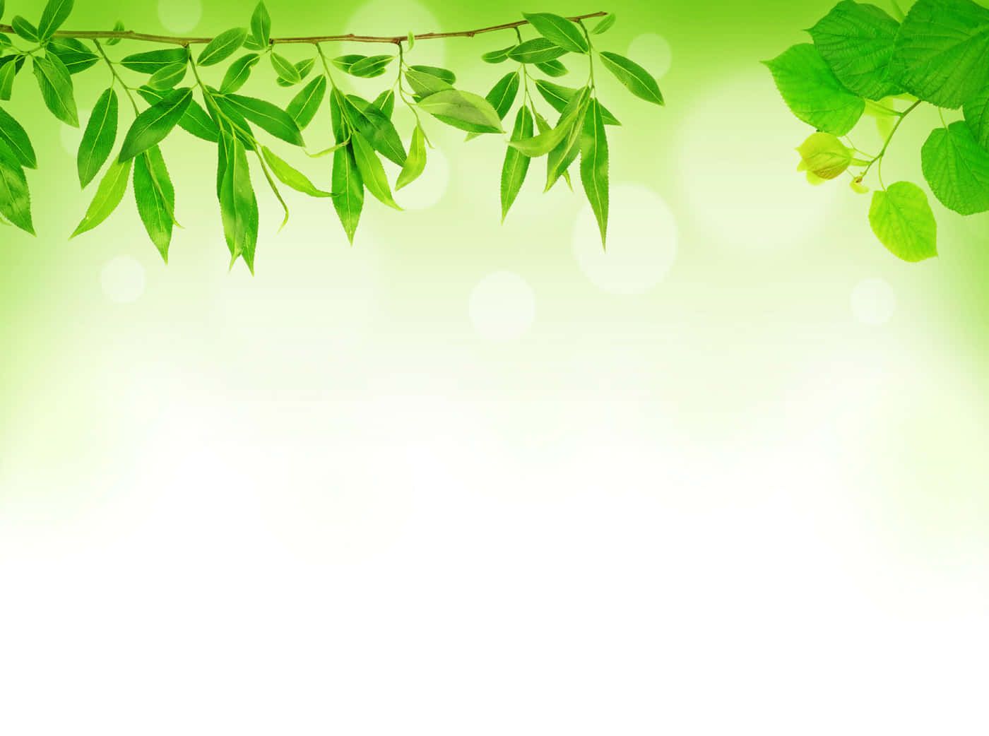 Green Life Wallpapers - Top Free Green Life Backgrounds - WallpaperAccess